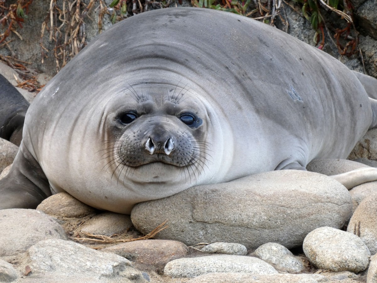 Weekly Elephant Seal Monitoring Update: March 4, 2022 (U.S. National ...