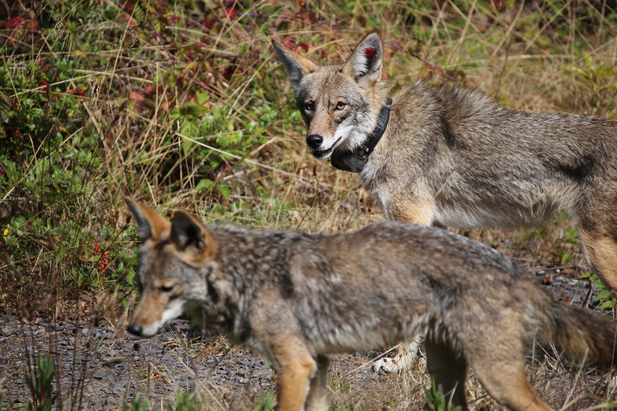First Pupping Season Underway for New Presidio Coyote Pair (U.S ...