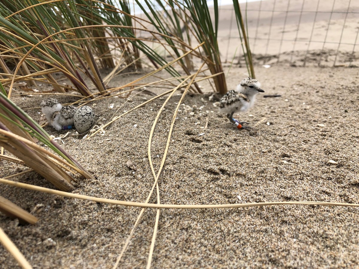 Unusually Long 2019 Snowy Plover Breeding Season Ends on a High Note (U ...