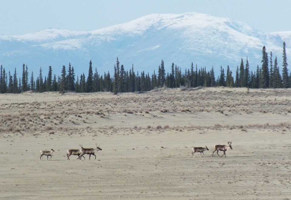 National Park Getaway: Kobuk Valley National Park (U.S. National Park ...