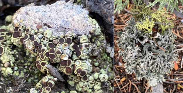 Species Inventory Explores Visitor Impact on Cave Lichens at Lava Beds ...