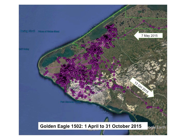 The summer movements of female Golden Eagle 1502 at the northwestern ...