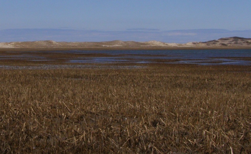 Salt Marshes (U.S. National Park Service)