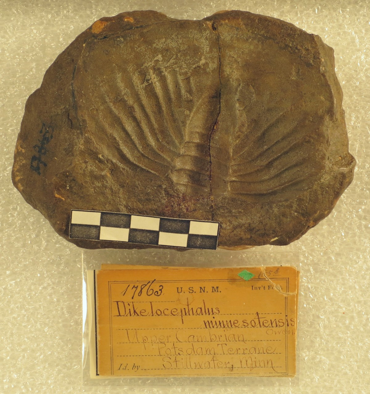 Type specimens and fossil species named from the National Parks (U.S ...