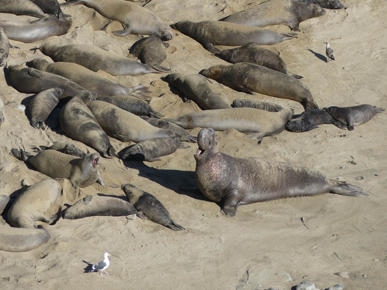 Weekly Elephant Seal Monitoring Update: March 1, 2024 (U.S. National ...