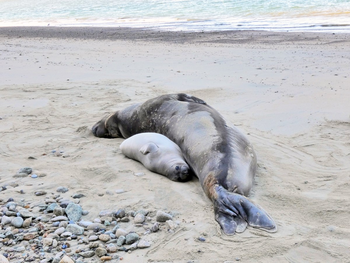 Weekly Elephant Seal Monitoring Update: March 4, 2022 (U.S. National ...
