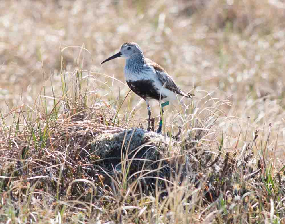 No evidence for increased egg predation in the Arctic (U.S. National ...