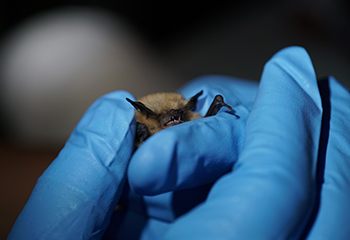 New Outside Science (inside parks): Bat Week! (U.S. National Park Service)