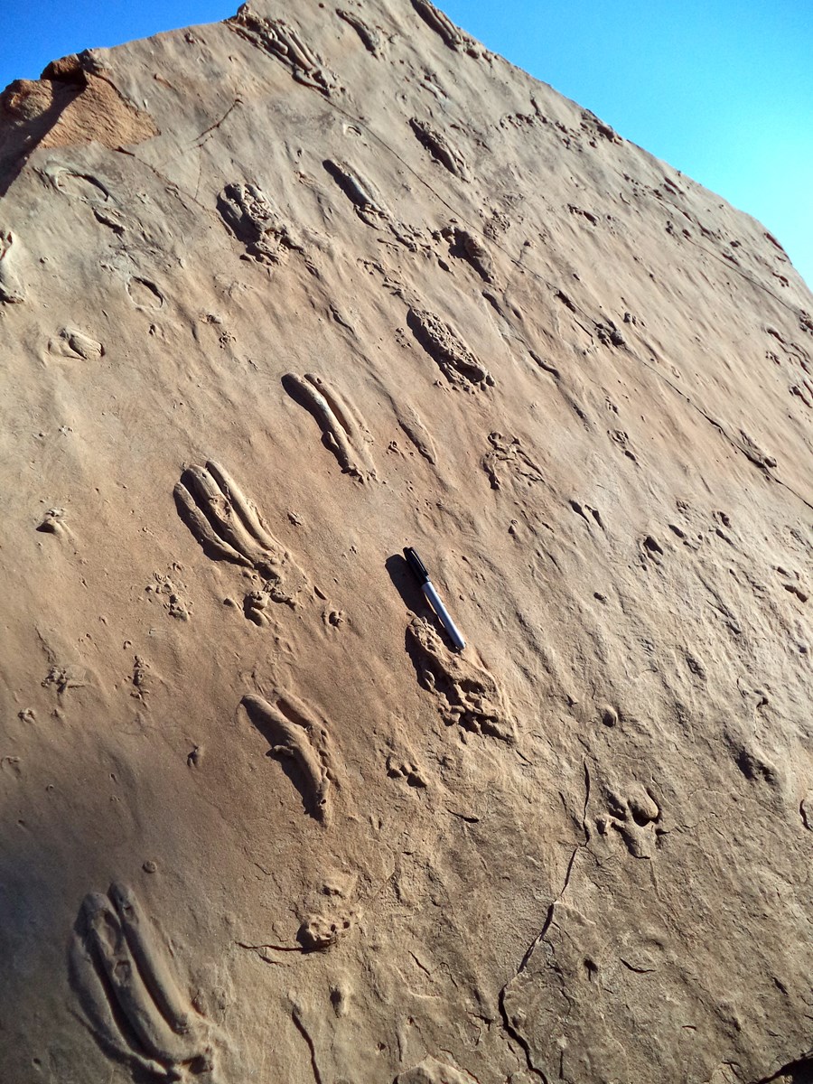 Triassic Tracks in the Moenkopi Formation (U.S. National Park Service)
