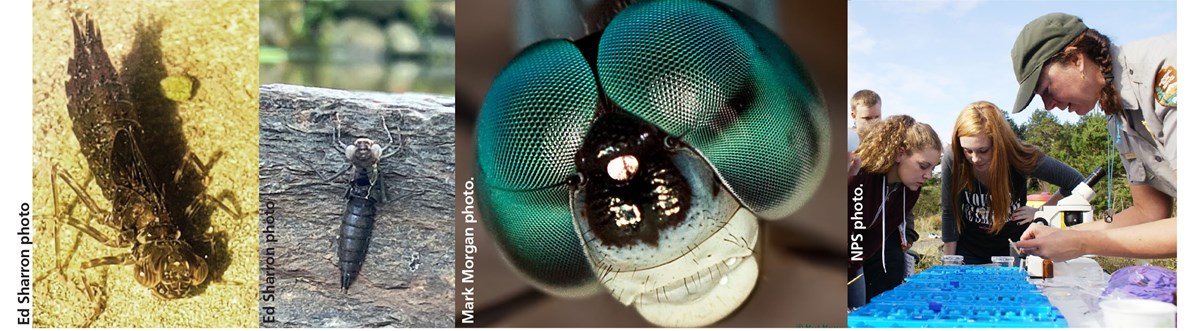 Species Spotlight - Dragonflies (U.S. National Park Service)