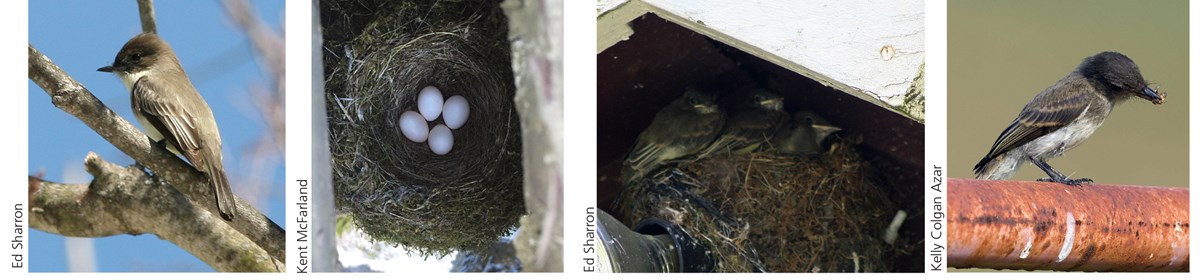 Species Spotlight - Eastern Phoebe (U.S. National Park Service)
