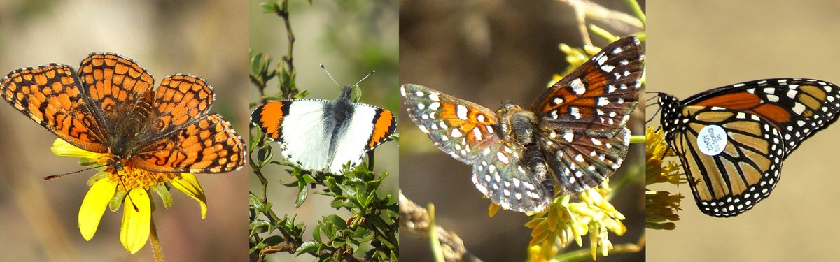 Long-term Butterfly Monitoring at Joshua Tree National Park (U.S ...