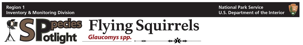 Species Spotlight - Flying Squirrels (U.S. National Park Service)