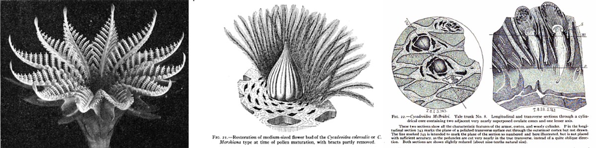 Fossil Cycad - Fossils and Paleontology (U.S. National Park Service)
