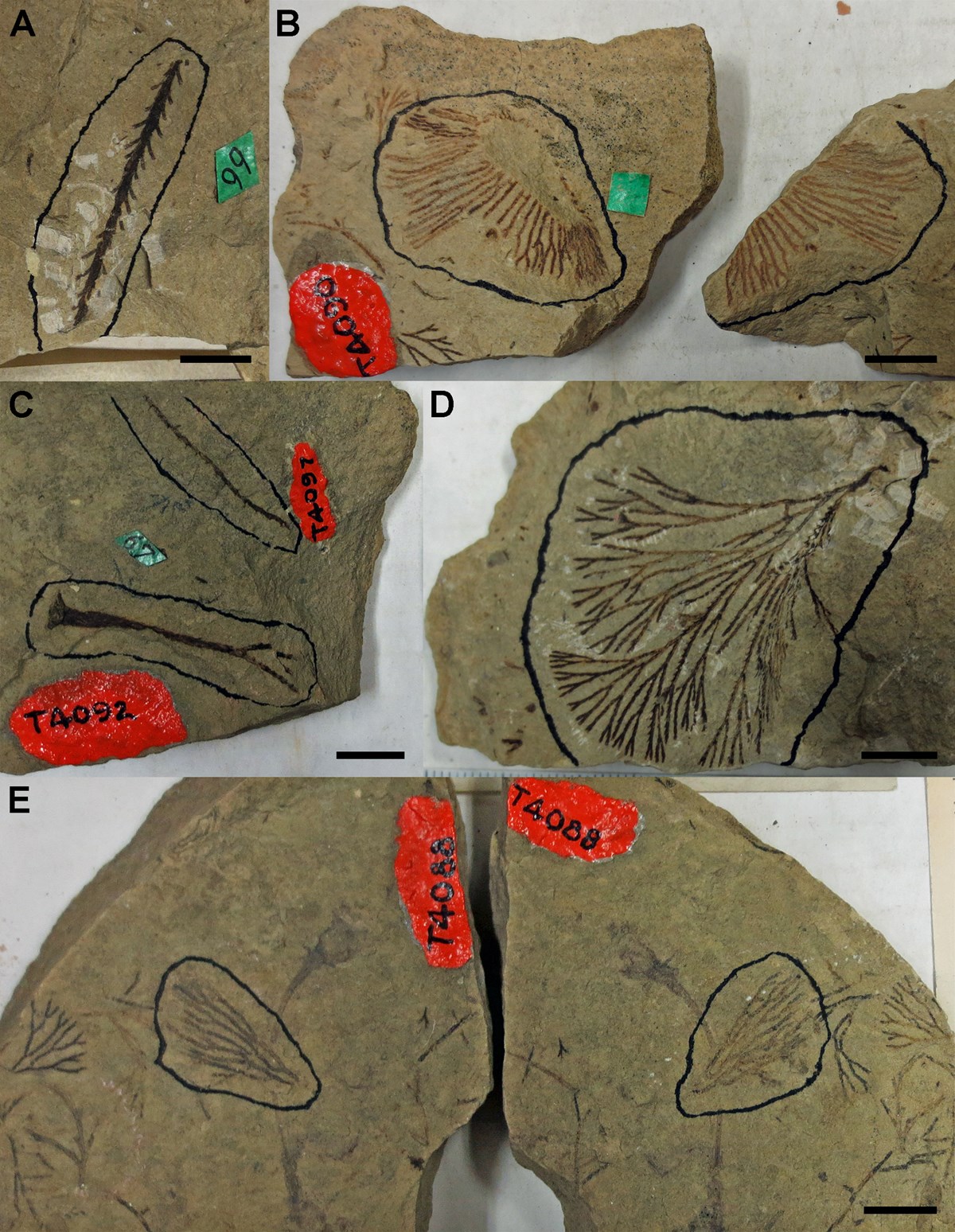 Paleontology of St. Croix National Scenic Riverway (U.S. National Park ...