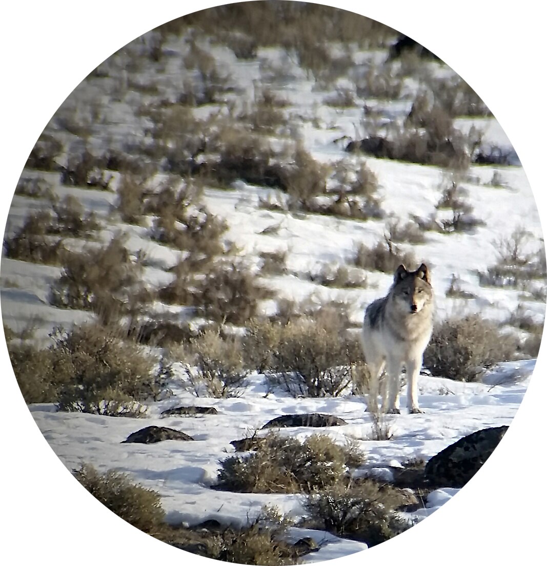 A Peak Experience Watching Wolves in Yellowstone National Park (U.S ...