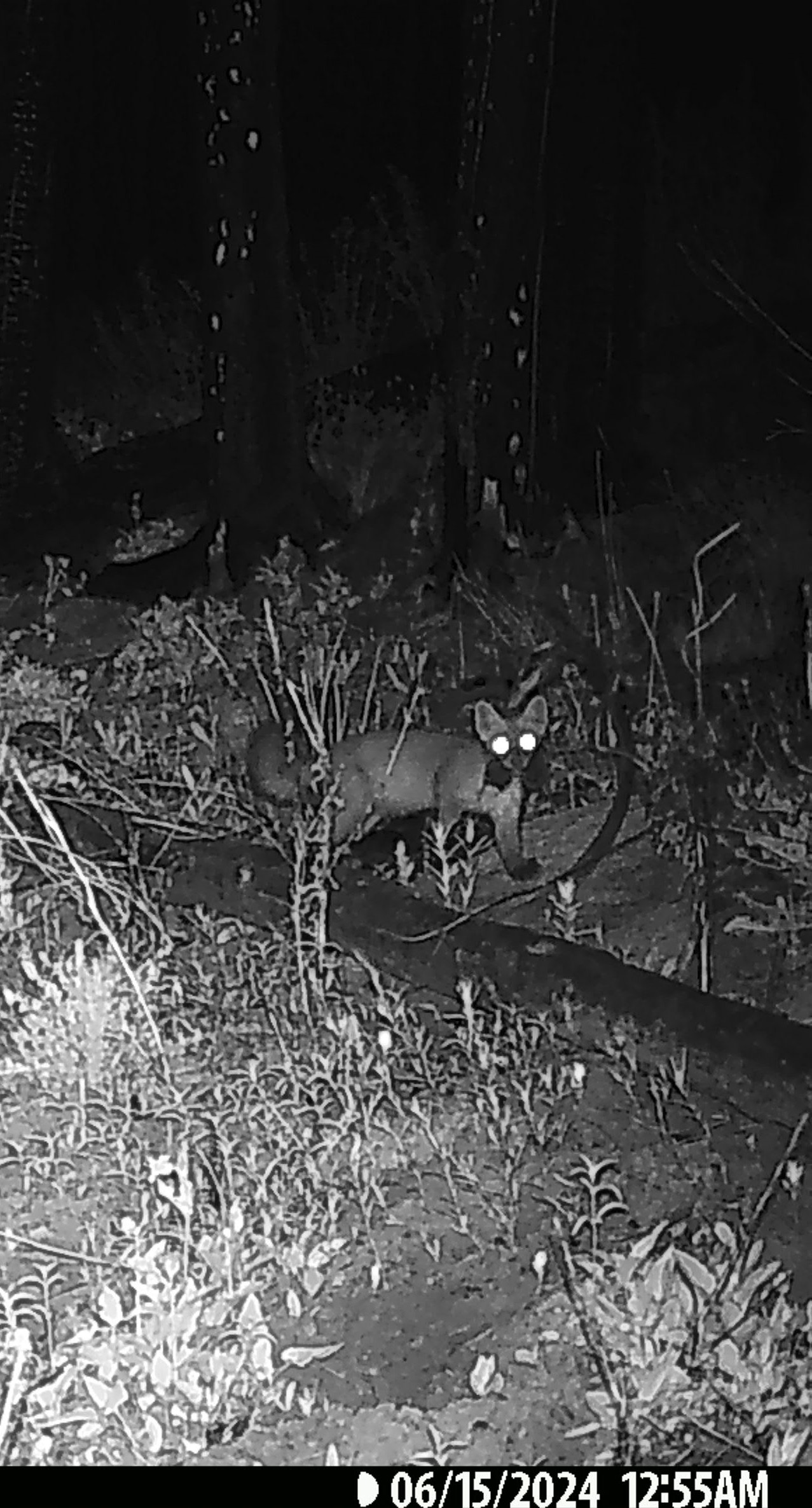 Assessing Wildlife Responses to Changing Fire Regimes (U.S. National ...