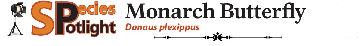 NETN Species Spotlight: Monarch Butterfly (U.S. National Park Service)