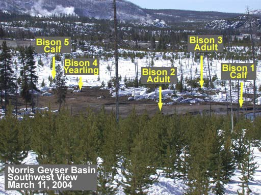 Geologic Overview of a Bison-Carcass Site at Norris Geyser Basin (U.S ...
