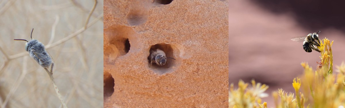 A Preliminary Report on the Bees of Joshua Tree National Park, with ...