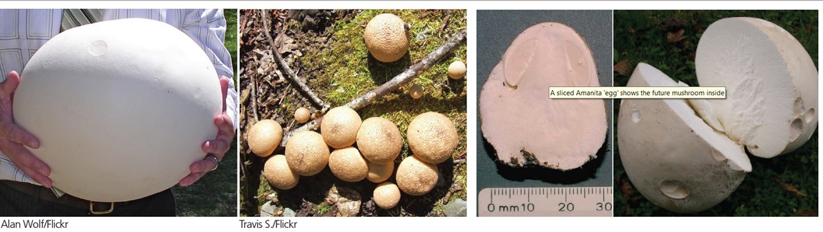 Species Spotlight - Puffballs (U.S. National Park Service)