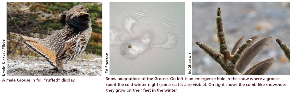 NETN Species Spotlight - Ruffed Grouse (U.S. National Park Service)