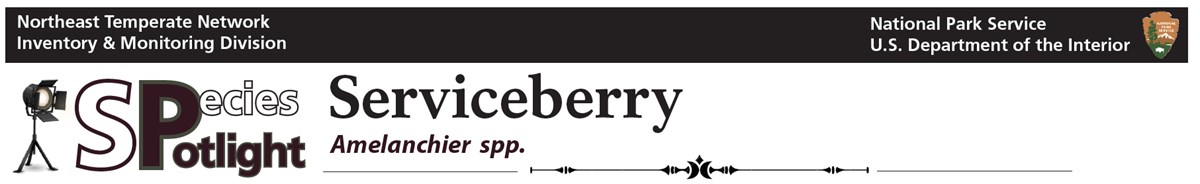 NETN Species Spotlight - Serviceberry (U.S. National Park Service)