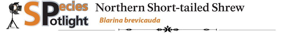 NETN Species Spotlight - Northern Short-tailed Shrew (U.S. National ...