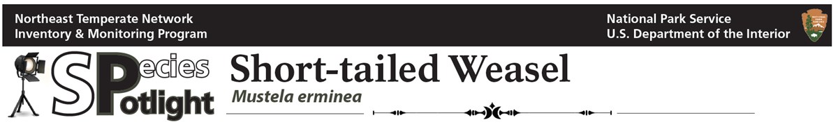 NETN Species Spotlight - Short-tailed Weasel (U.S. National Park Service)