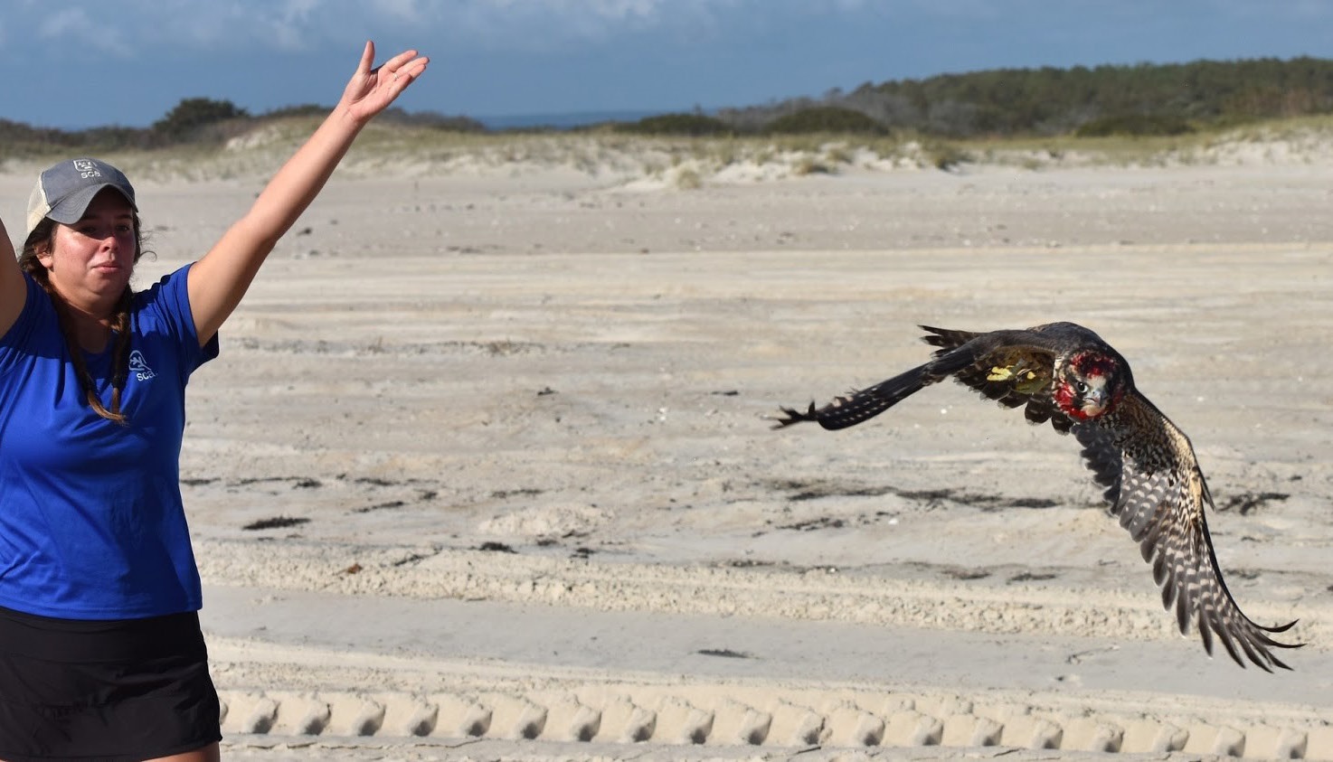 Resource Management Brief - Peregrine Falcon - Assateague Island ...