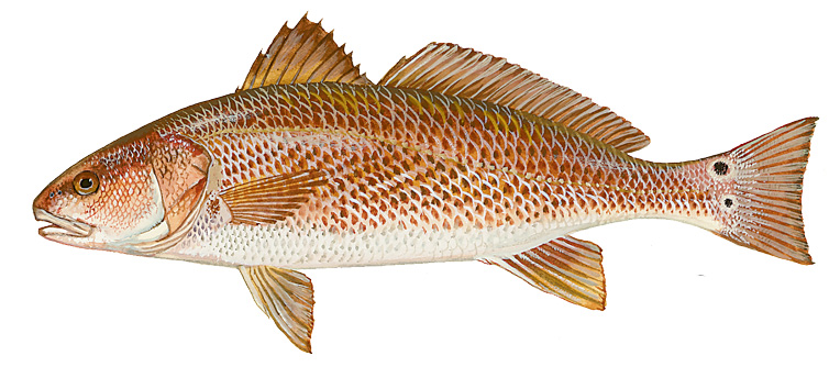 Fish - Assateague Island National Seashore (U.S. National Park Service)