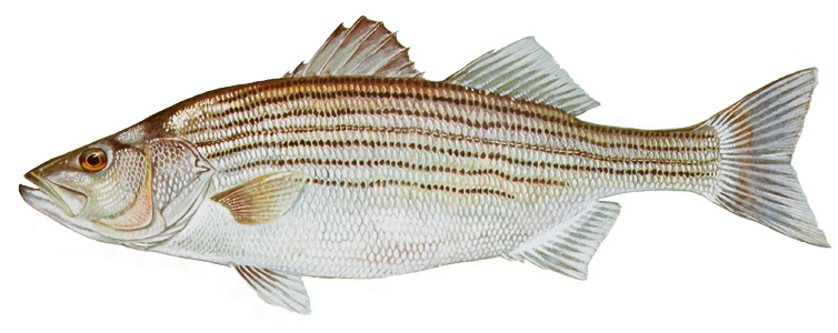Fish - Assateague Island National Seashore (U.S. National Park Service)