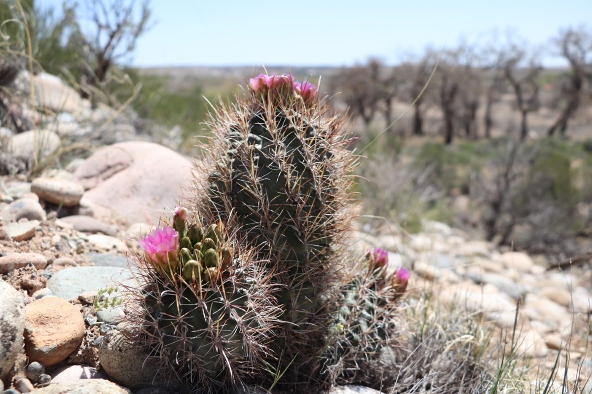 Cacti / Desert Succulents - Aztec Ruins National Monument (U.S ...