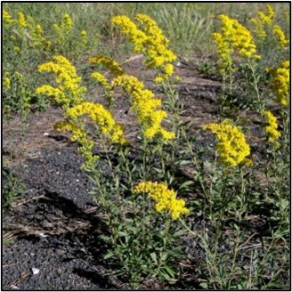 Native Plant Trail Guide (Grasses, Herbs, and Succulents) - Aztec Ruins ...