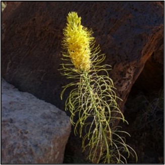 Native Plant Trail Guide (Grasses, Herbs, and Succulents) - Aztec Ruins ...