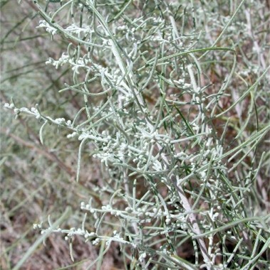 Native Plant Trail Guide (Shrubs and Trees) - Aztec Ruins National ...