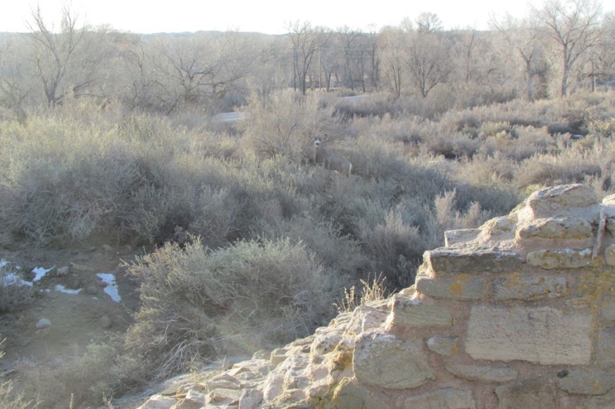 Plants - Aztec Ruins National Monument (U.S. National Park Service)