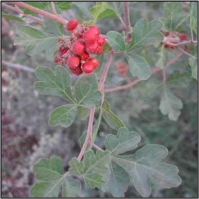 Native Plant Trail Guide (Shrubs and Trees) - Aztec Ruins National ...