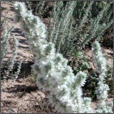 Native Plant Trail Guide (Shrubs and Trees) - Aztec Ruins National ...