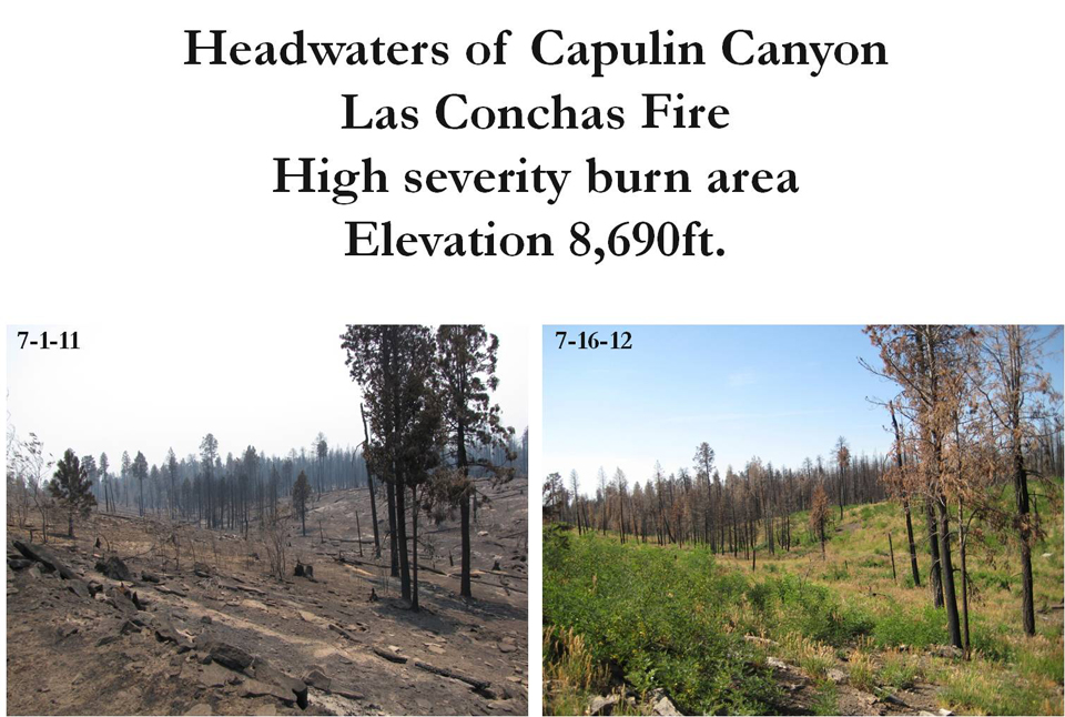 Las Conchas Fire Recovery - Bandelier National Monument (U.S. National ...