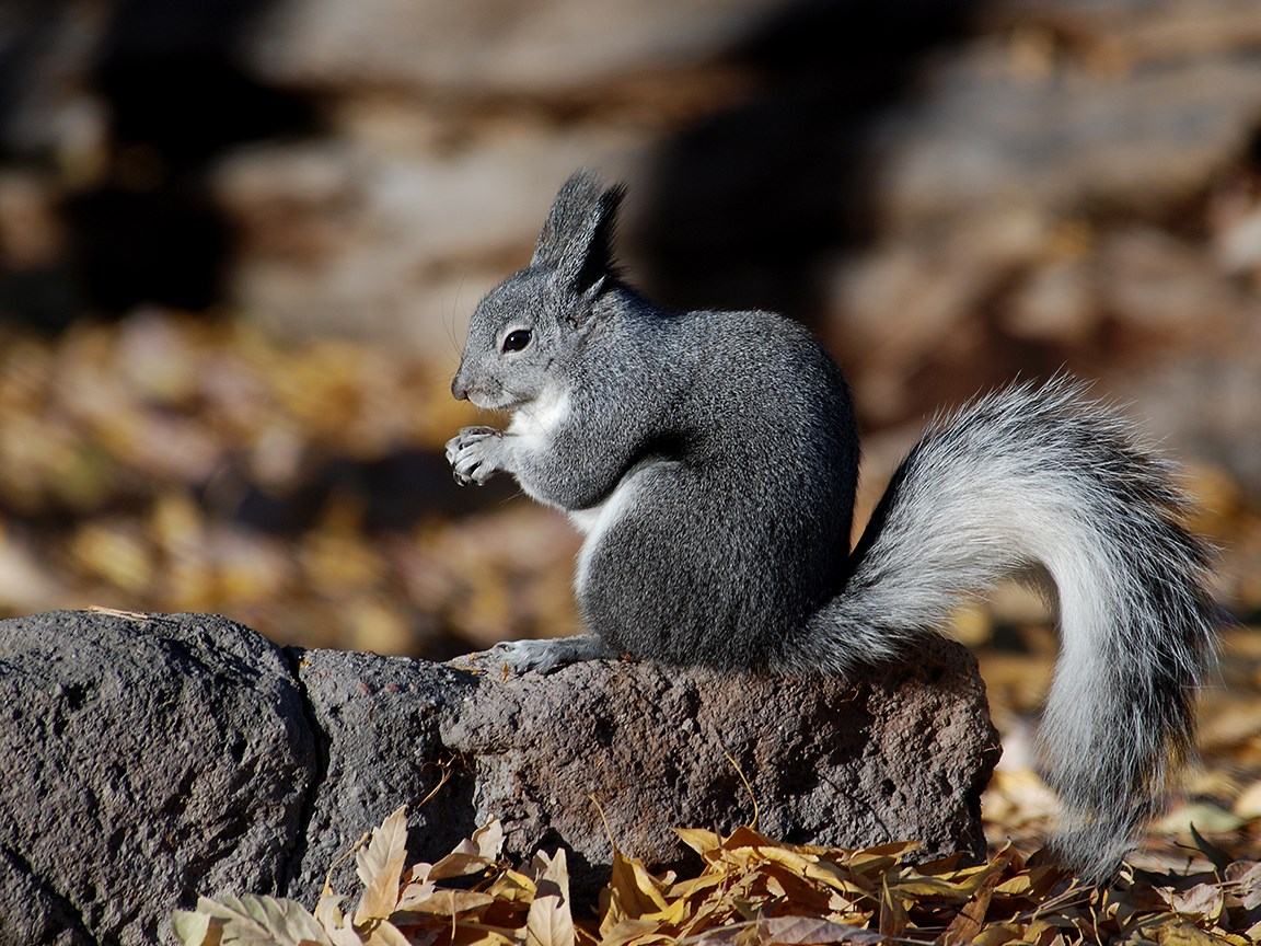 Wildlife Virtual Pages - Bandelier National Monument (U.S. National ...