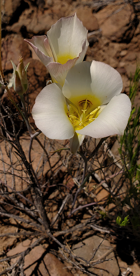 Burro Trail to Sego Lilies and back - Bandelier National Monument (U.S ...