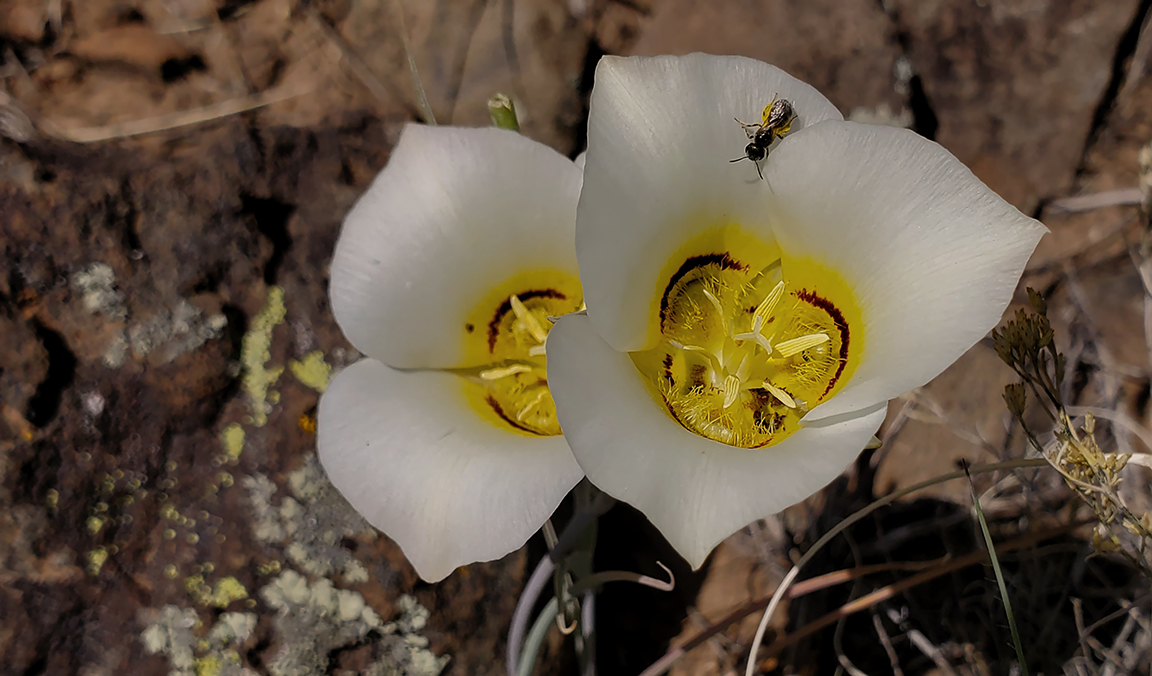 Burro Trail to Sego Lilies and back - Bandelier National Monument (U.S ...