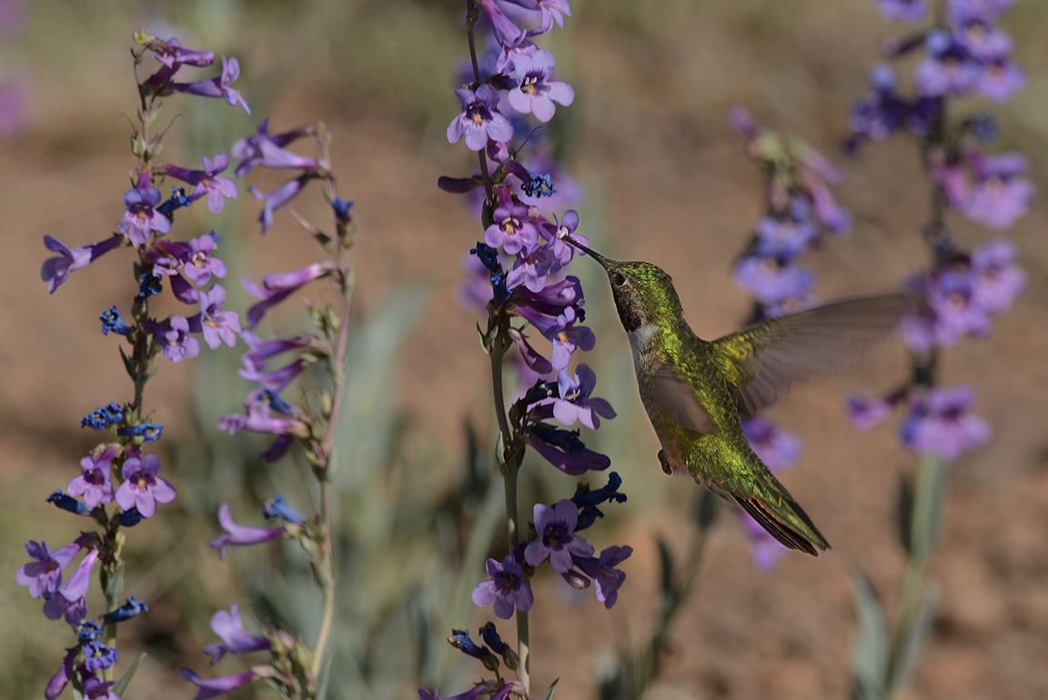 The Variety of Hummingbirds - Bandelier National Monument (U.S ...
