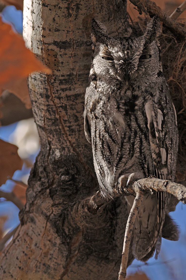 Eastern Screech Owl Camouflage