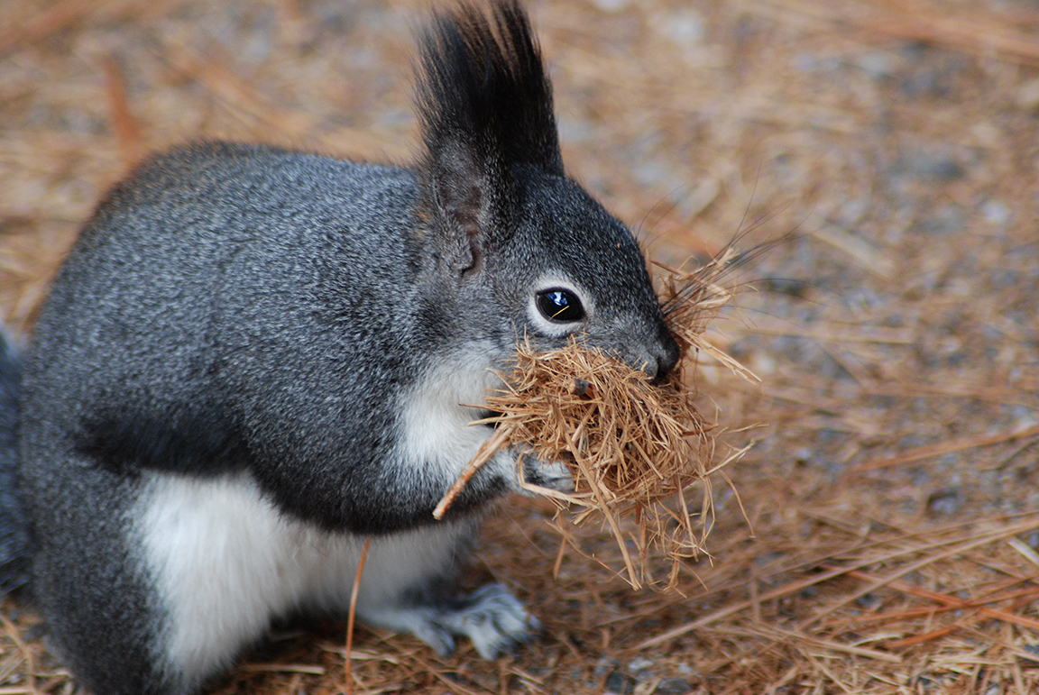 Abert's Squirrel - Bandelier National Monument (U.S. National Park Service)