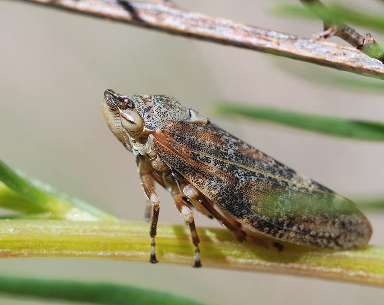 Identification of Bandelier Insects/Spiders - Bandelier National ...