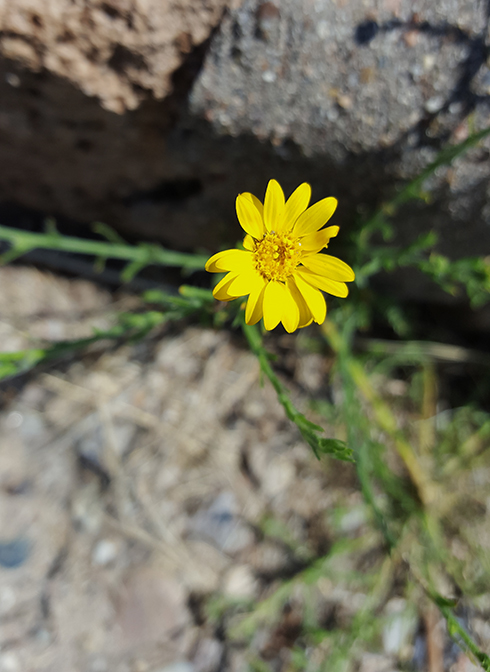 Yellow Flowers - Bandelier National Monument (U.S. National Park Service)