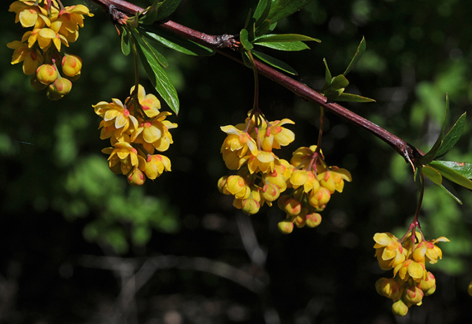 Yellow Flowers - Bandelier National Monument (U.S. National Park Service)