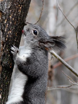 Abert's Squirrel - Bandelier National Monument (U.S. National Park Service)